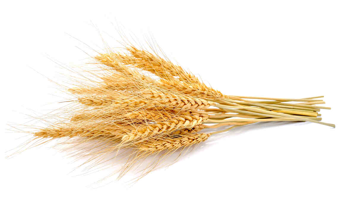 Is Barley a Daily Delight? Exploring the Safety of Regular Barley ...